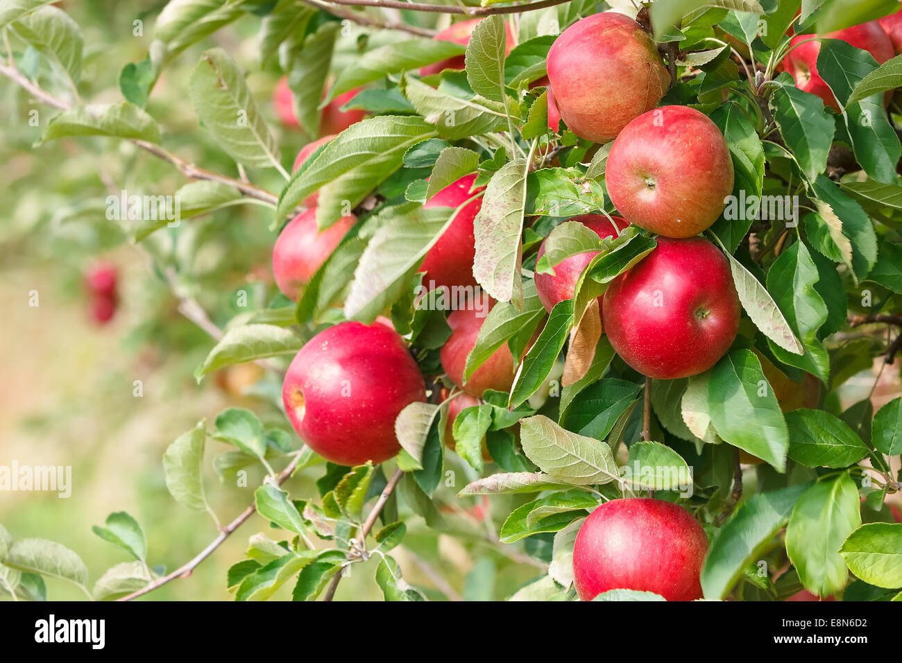Red apples on the tree. Apple orchard with apples on branches Stock ...