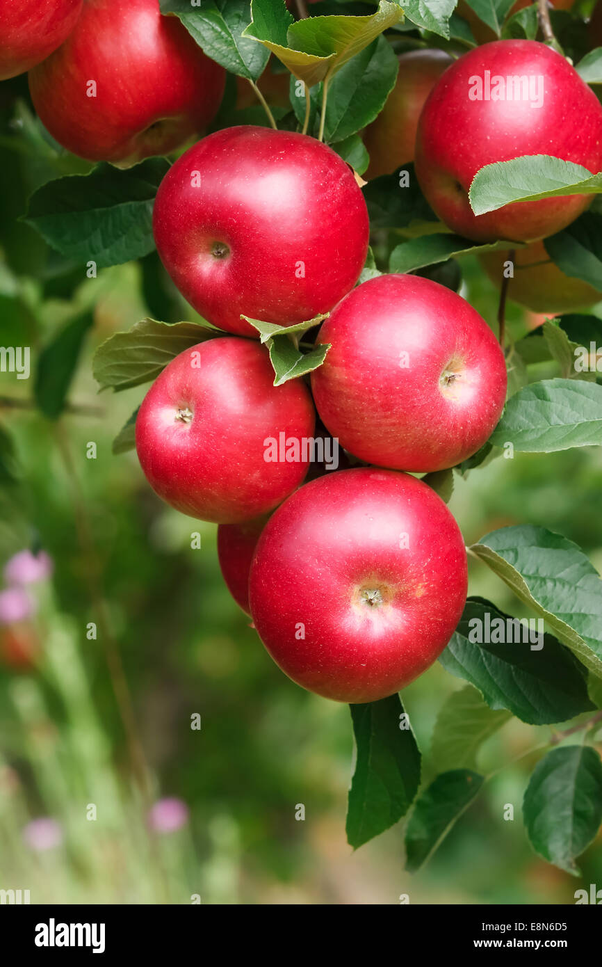Ripe apples on the tree. Apples on a apple tree branch in an orchard ...