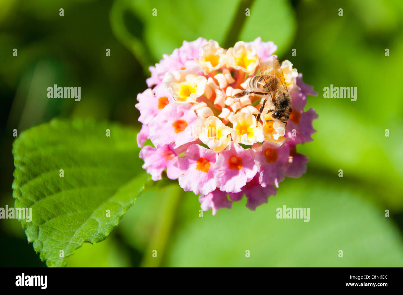 pink tropical flower inflorescence Stock Photo - Alamy