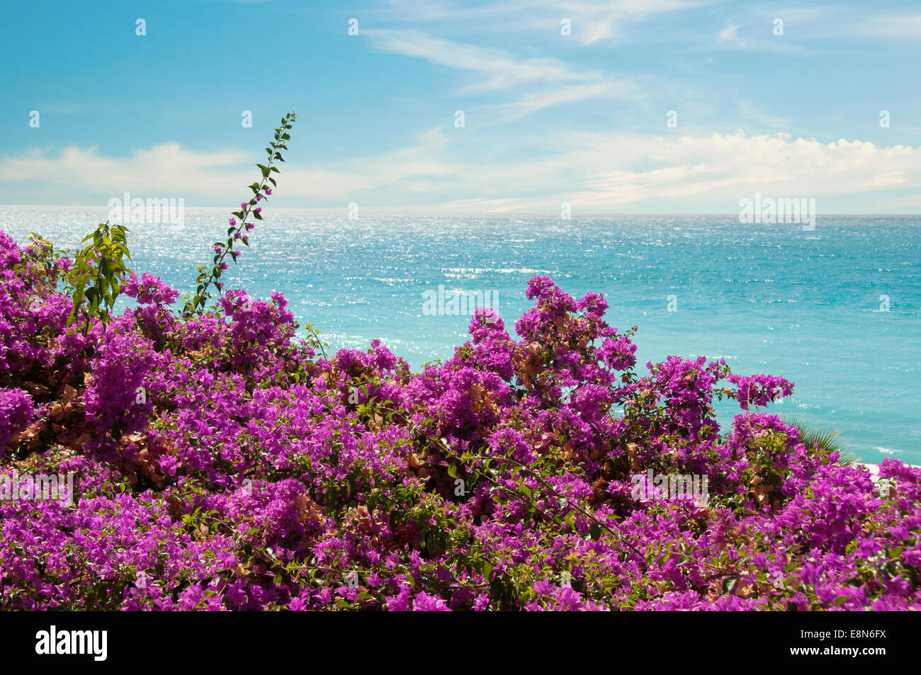 Exotic pink flowers and sea Stock Photo - Alamy