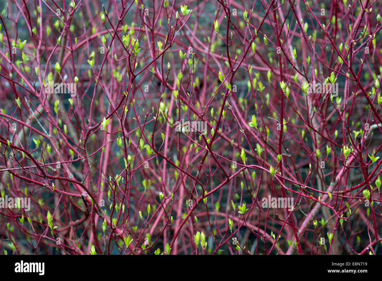 Red twig Dogwood bush growing in Brighton Stock Photo - Alamy