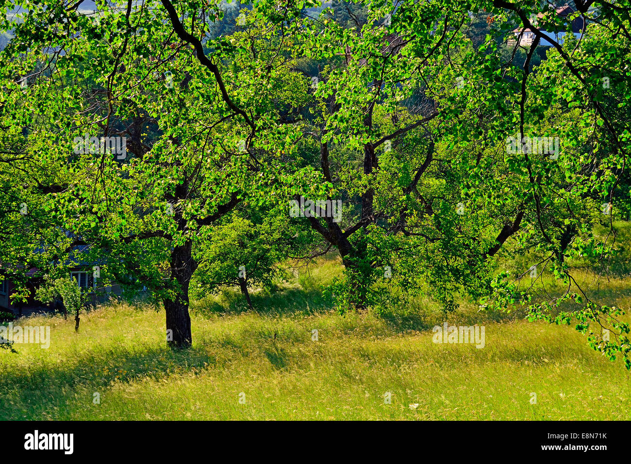 Trees on field of grass in garden Stock Photo - Alamy