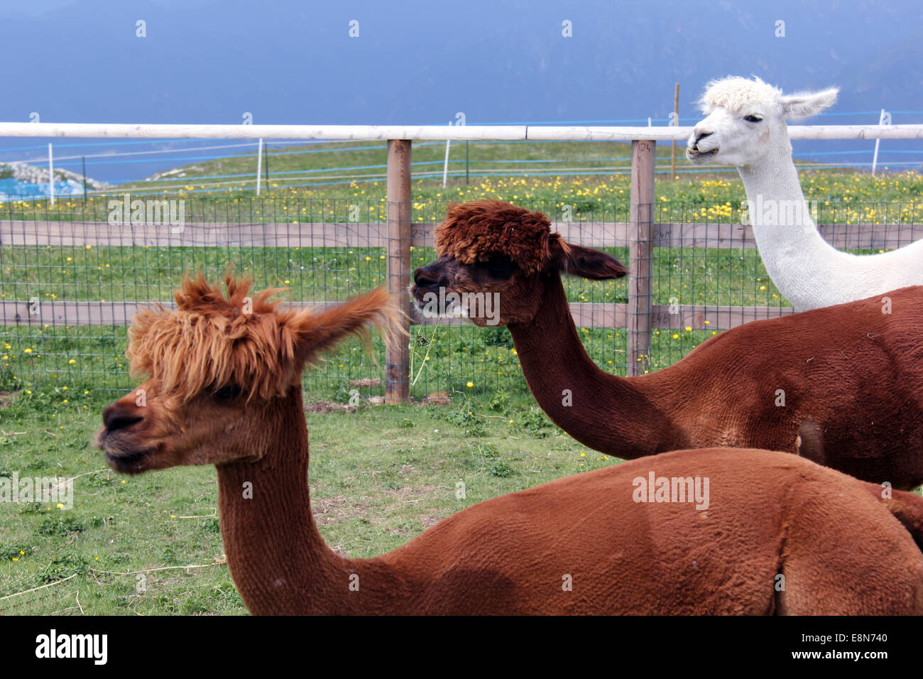 Llamas in a line Stock Photo - Alamy