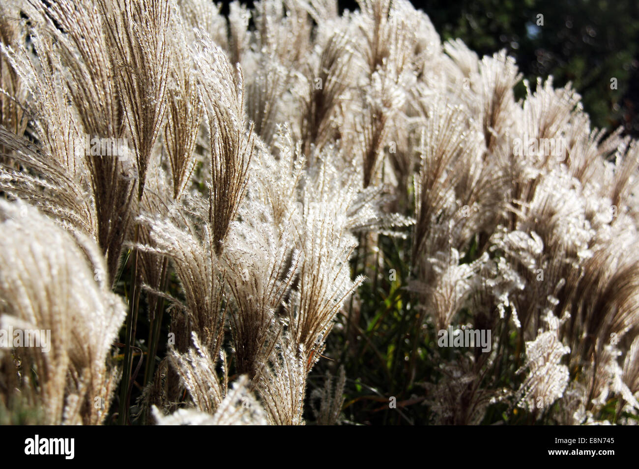 Wheat Blowing in the Wind Stock Photo - Alamy