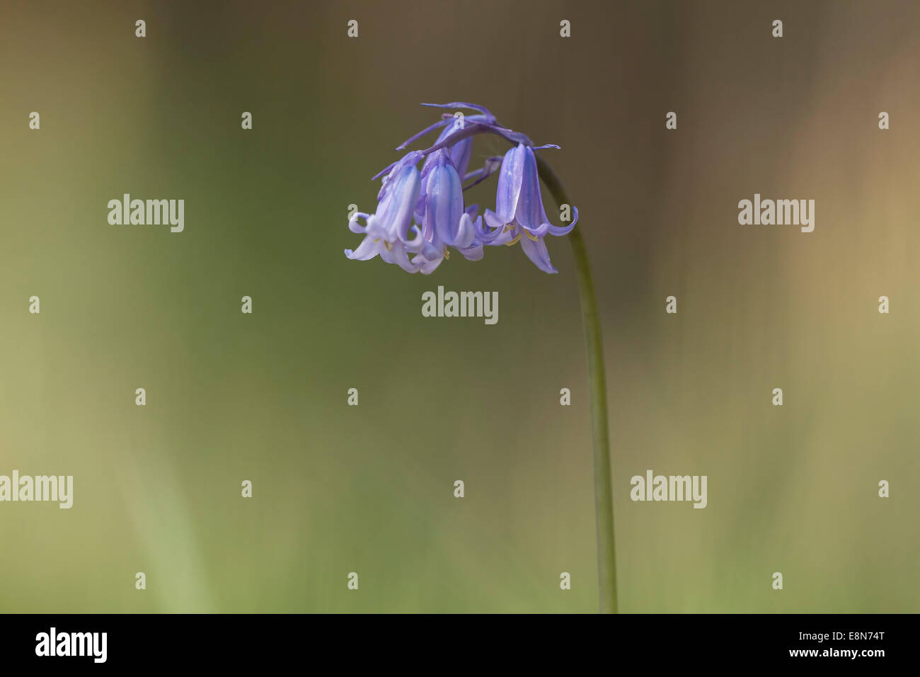 Close-up of a common bluebell Stock Photo - Alamy