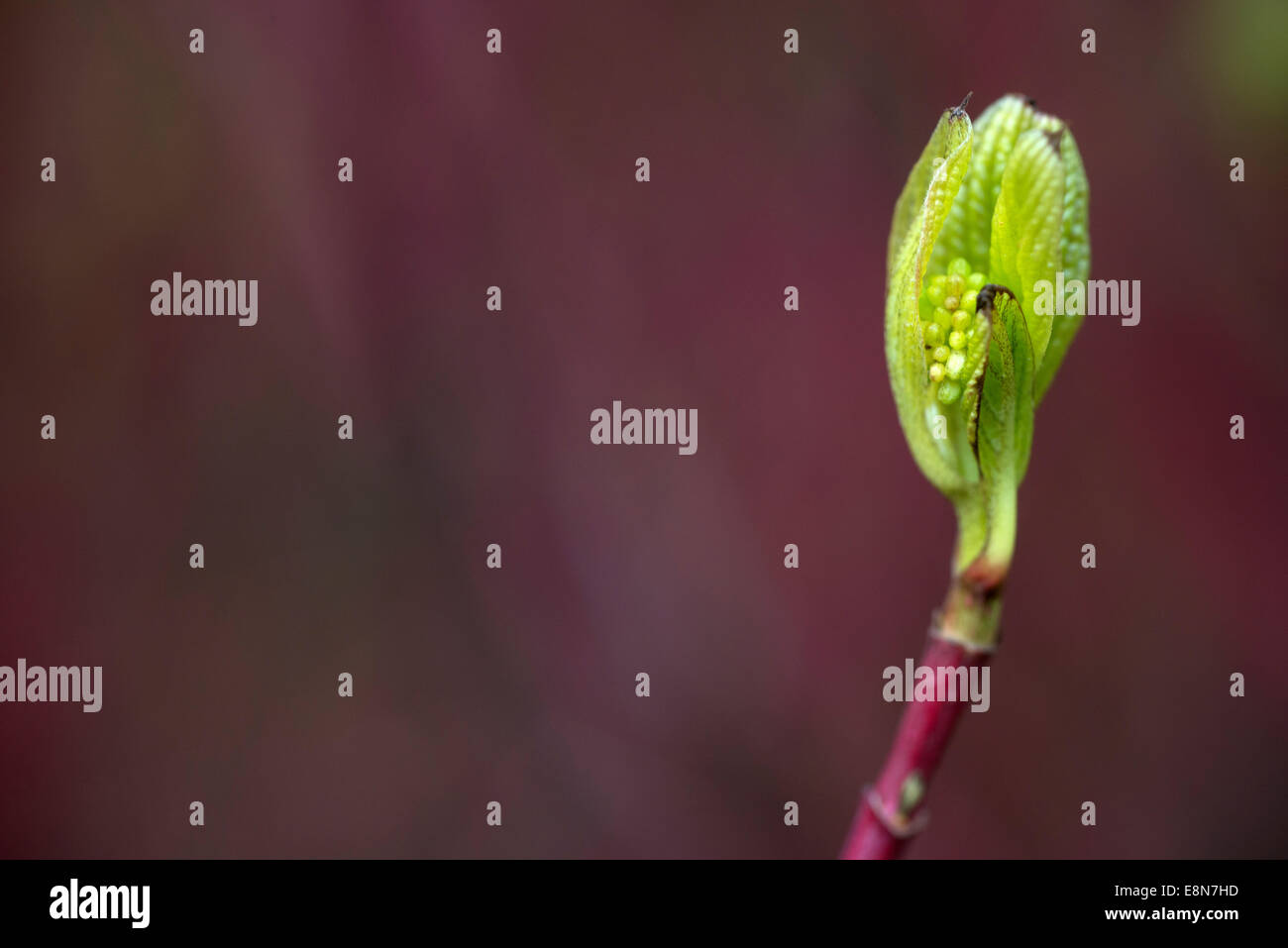 Red twig Dogwood bush growing in Brighton Stock Photo - Alamy