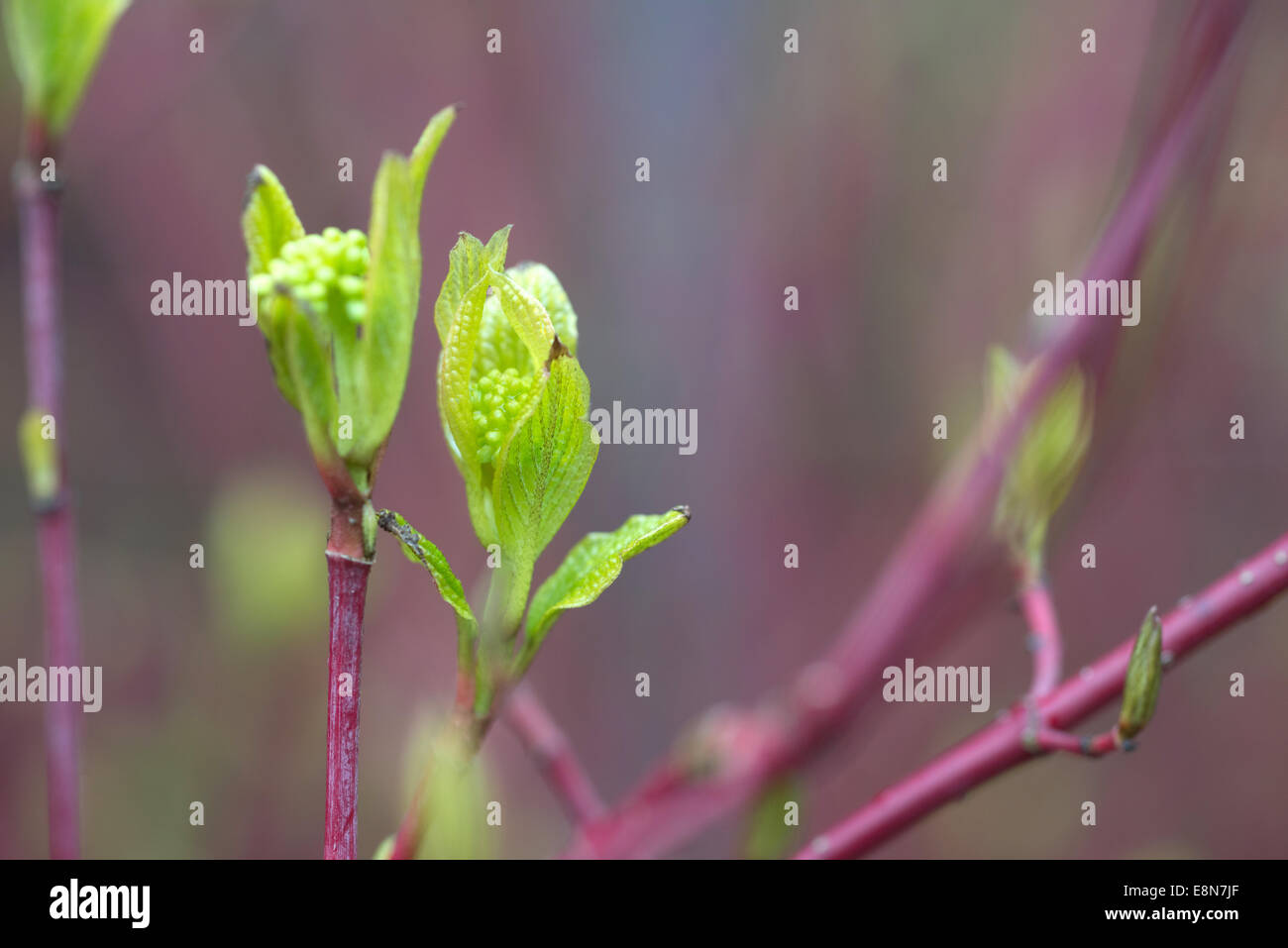 Red twig Dogwood bush growing in Brighton Stock Photo - Alamy