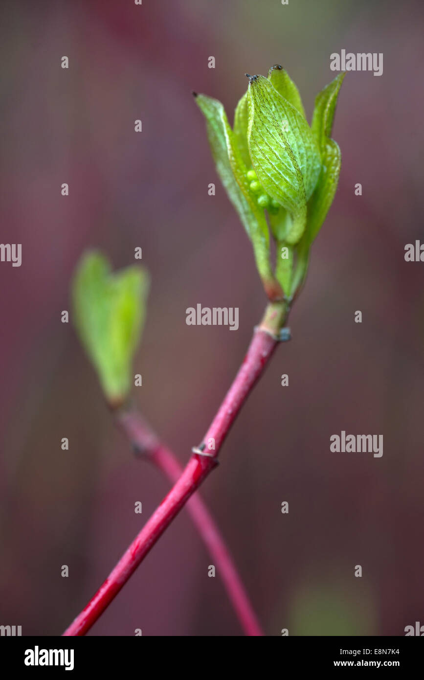Red twig Dogwood bush growing in Brighton Stock Photo - Alamy
