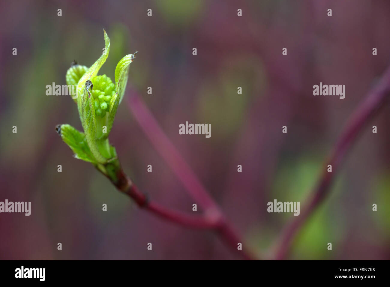 Red twig Dogwood bush growing in Brighton Stock Photo - Alamy