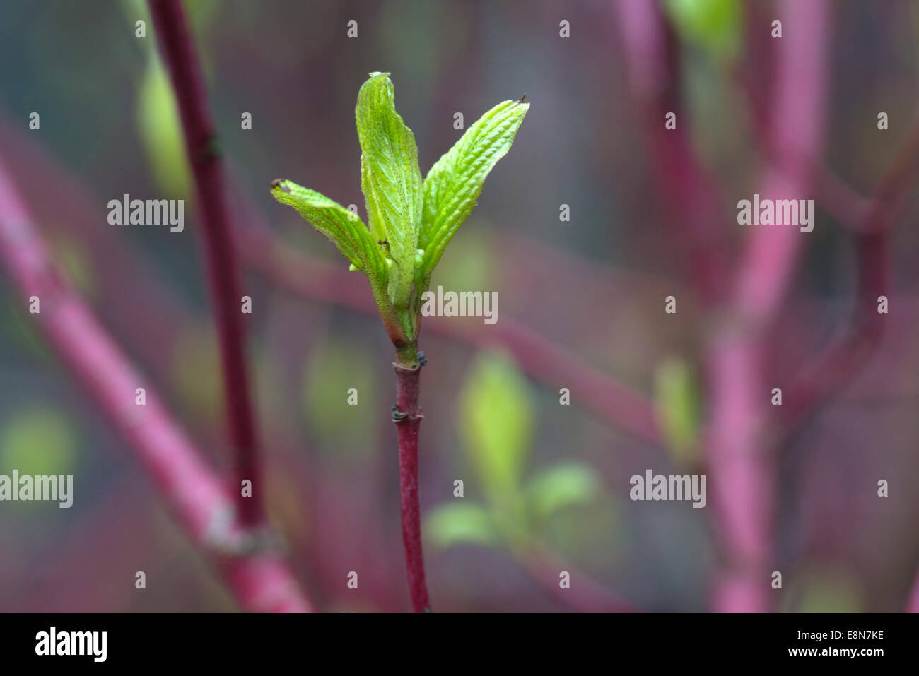 Red twig Dogwood bush growing in Brighton Stock Photo - Alamy