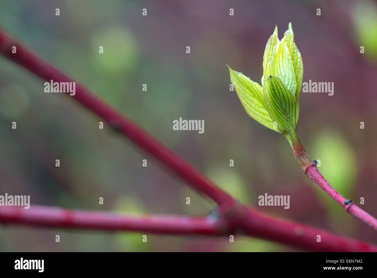 Red twig Dogwood bush growing in Brighton Stock Photo - Alamy
