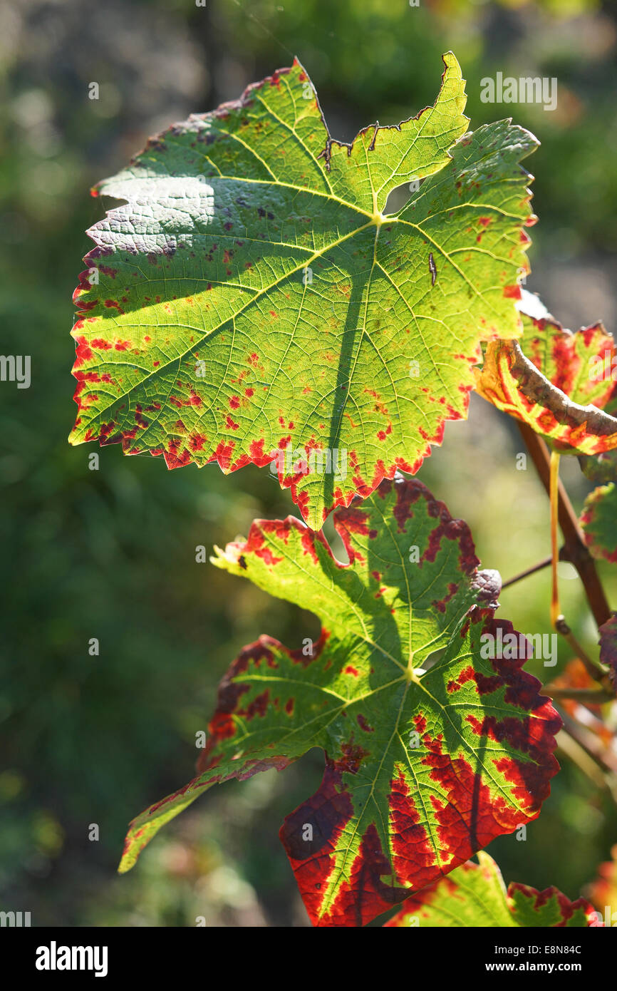 Automn leaf hi-res stock photography and images - Alamy
