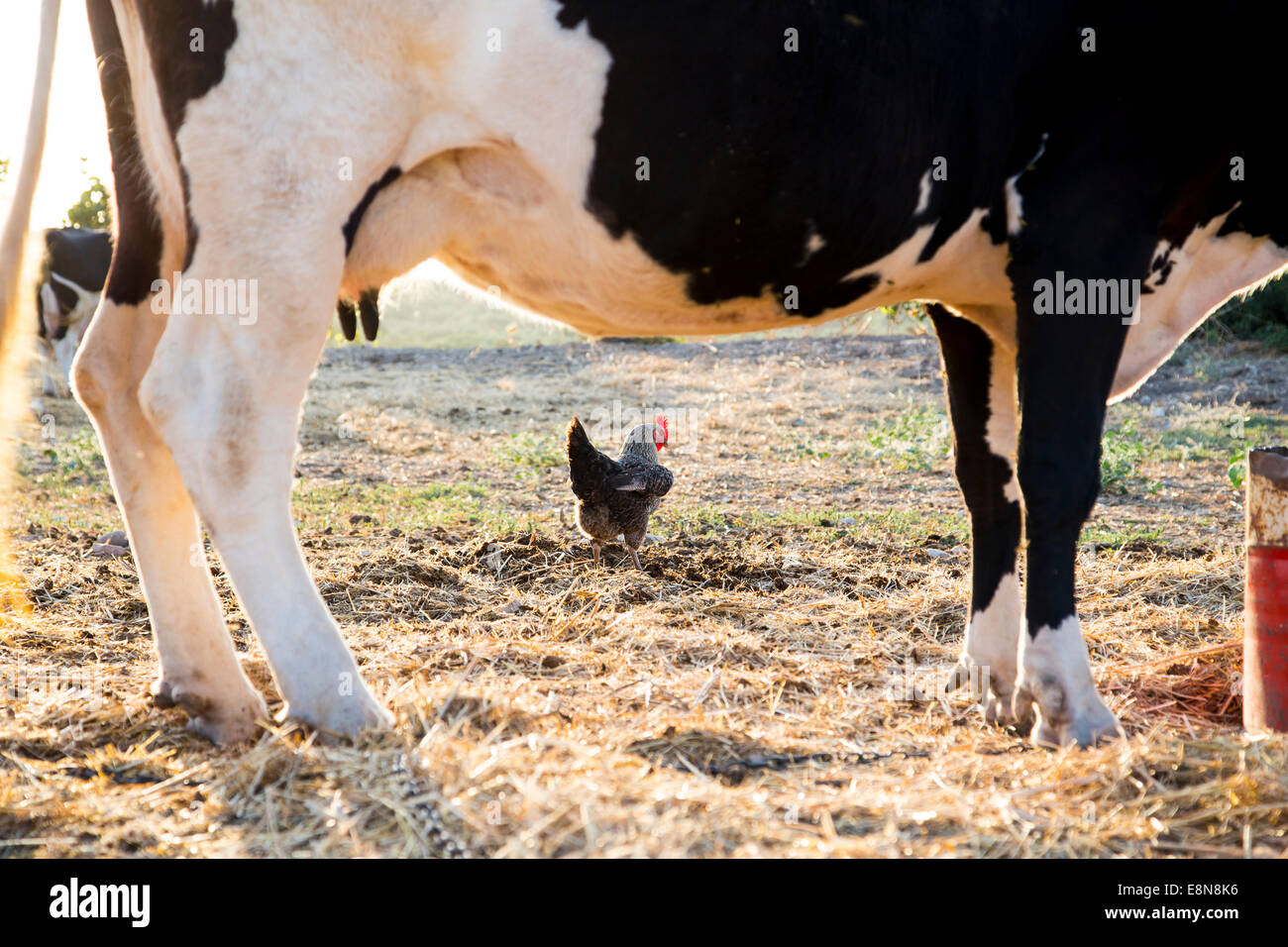 Cow and chicken hi-res stock photography and images - Alamy