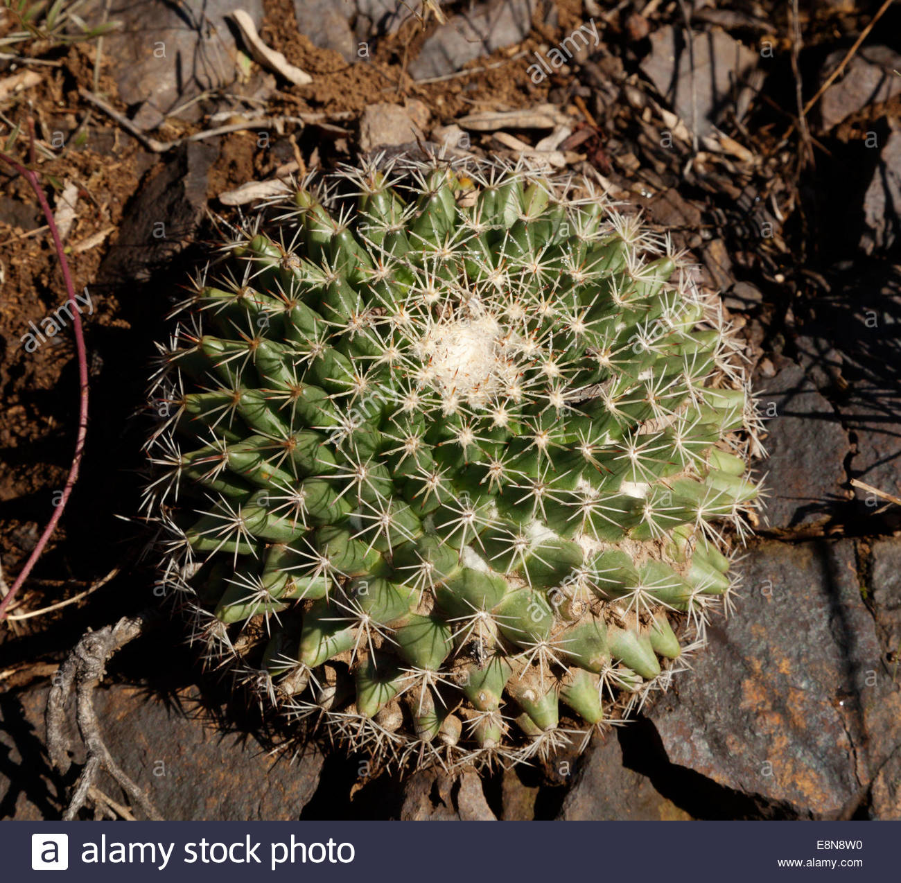 Nipple Cactus High Resolution Stock Photography and Images - Alamy