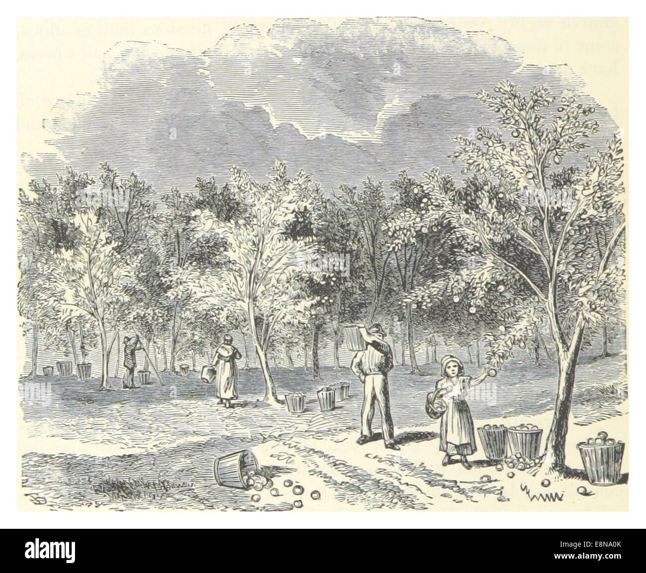 An 1885 illustration by Vandyke, showing a detailed sketch map and ...