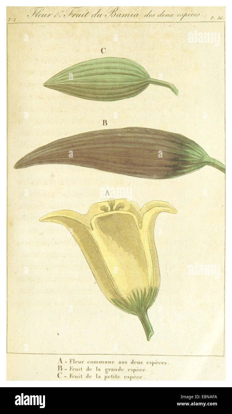 An illustration from VDS showing the flower and fruit of *Bamia des ...