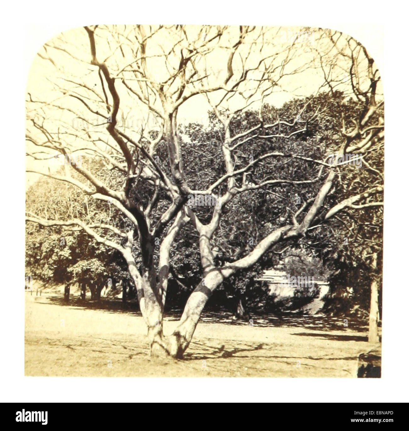 This 1862 illustration by Weld showcases a remarkable tree at the ...