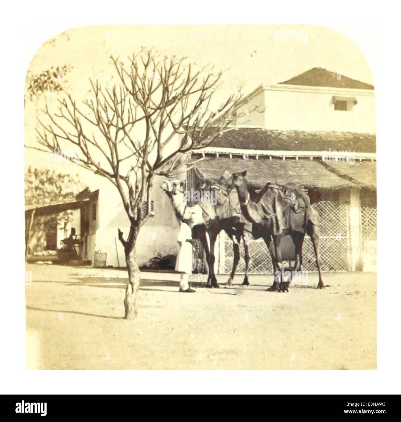 An illustration from Weld's 1862 work, page 358, showing camels and ...