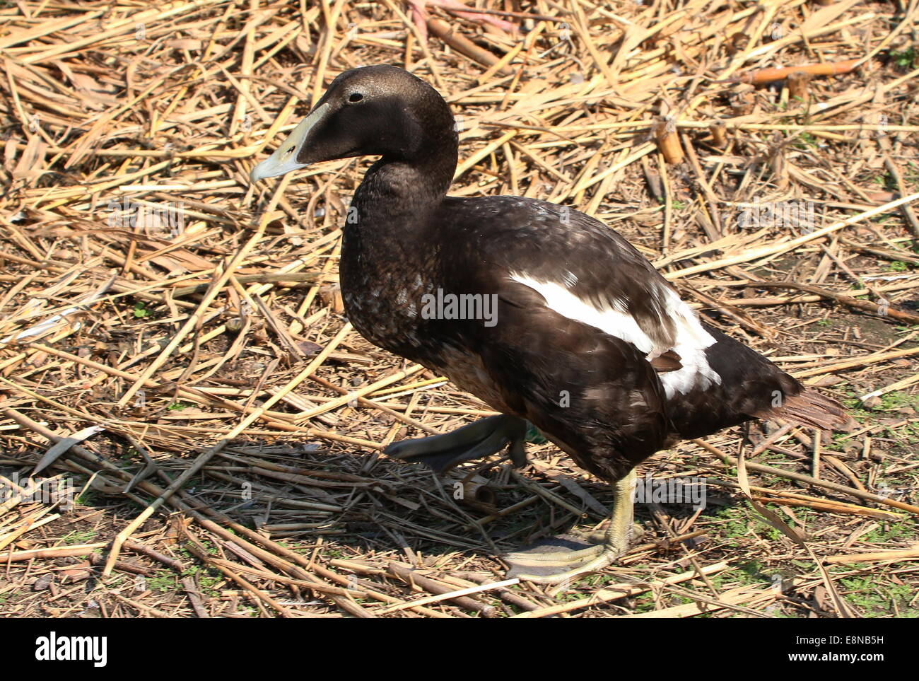 Female Common Eider duck (Somateria mollissima Stock Photo - Alamy