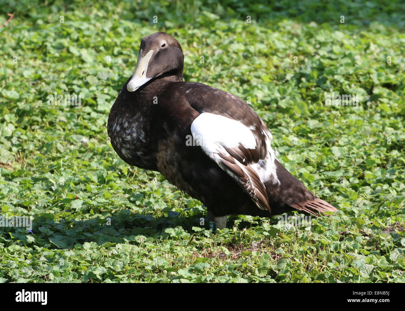 Female Common Eider duck (Somateria mollissima Stock Photo - Alamy