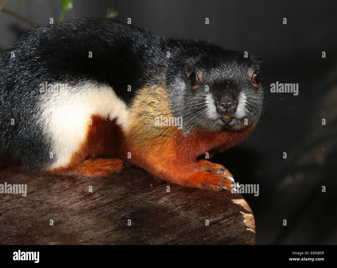 Prevost's squirrel (Callosciurus prevostii) a.k.a. Asian tri-colored ...