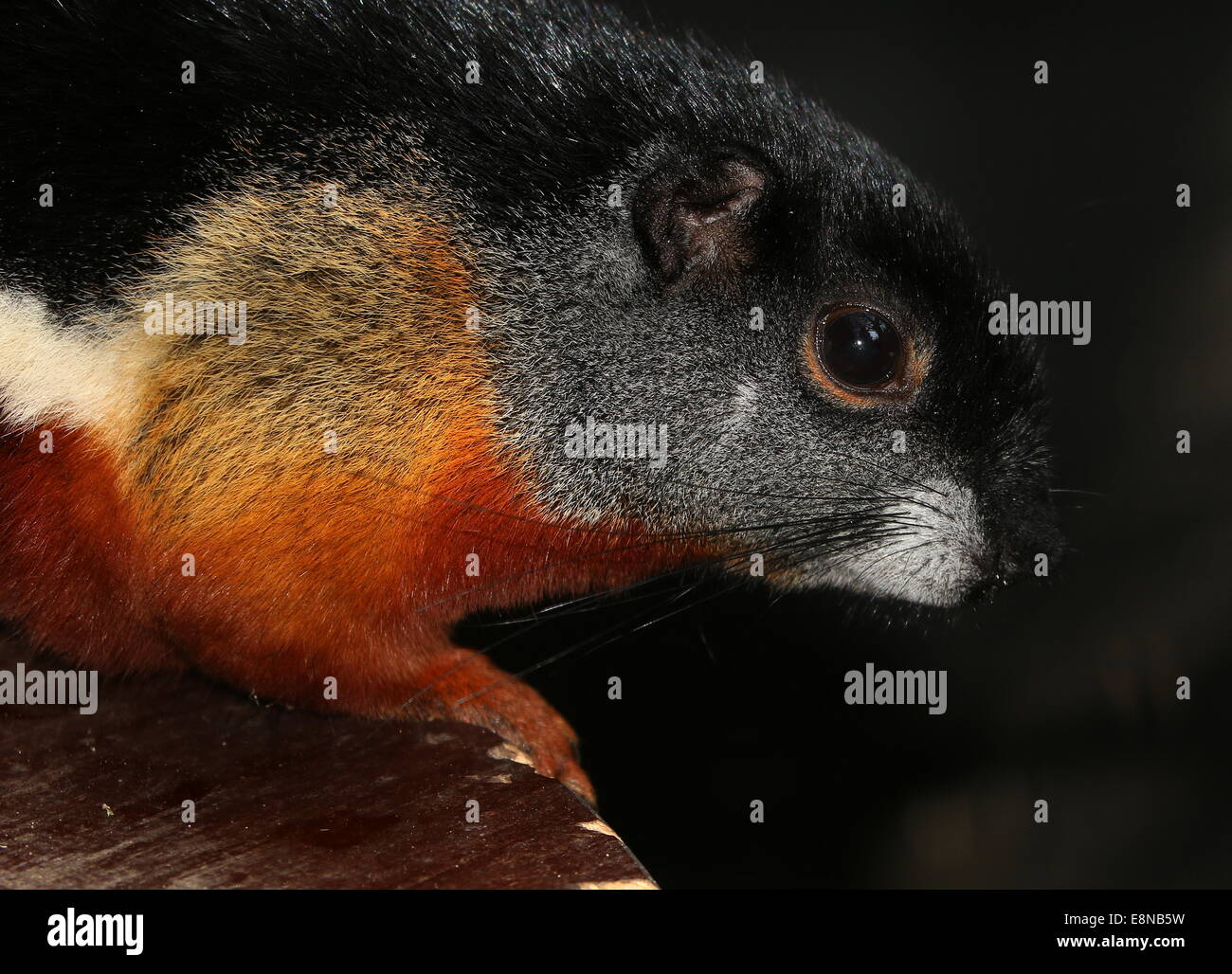 Callosciurus prevostii prevostii High Resolution Stock Photography and ...