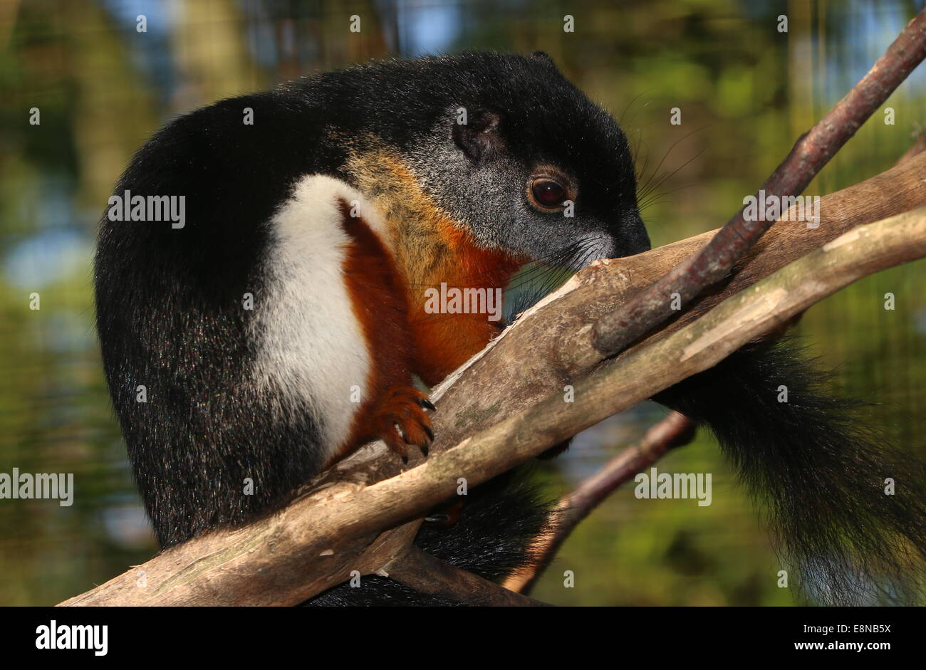 Tri colored squirrel hi-res stock photography and images - Alamy