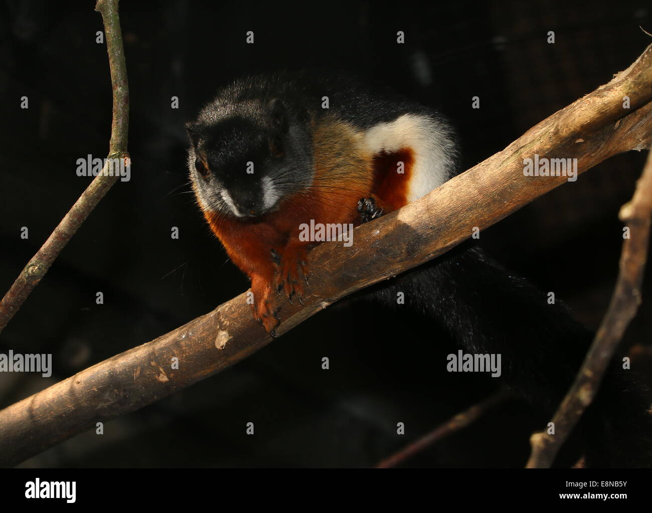 Prevost's squirrel (Callosciurus prevostii) a.k.a. Asian tri-colored ...