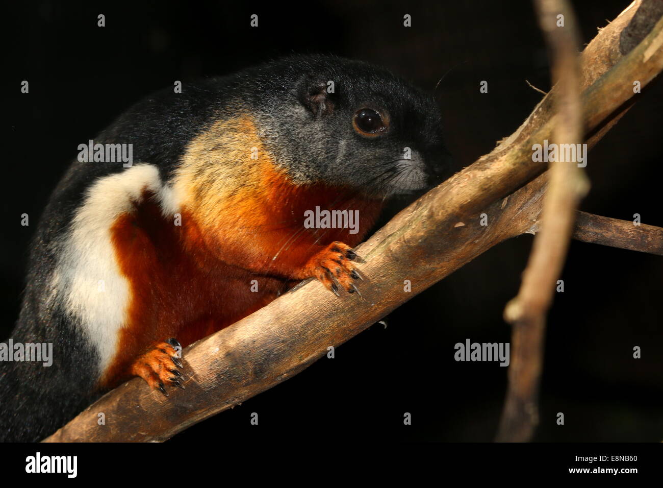 Prevost's squirrel (Callosciurus prevostii) a.k.a. Asian tri-colored ...