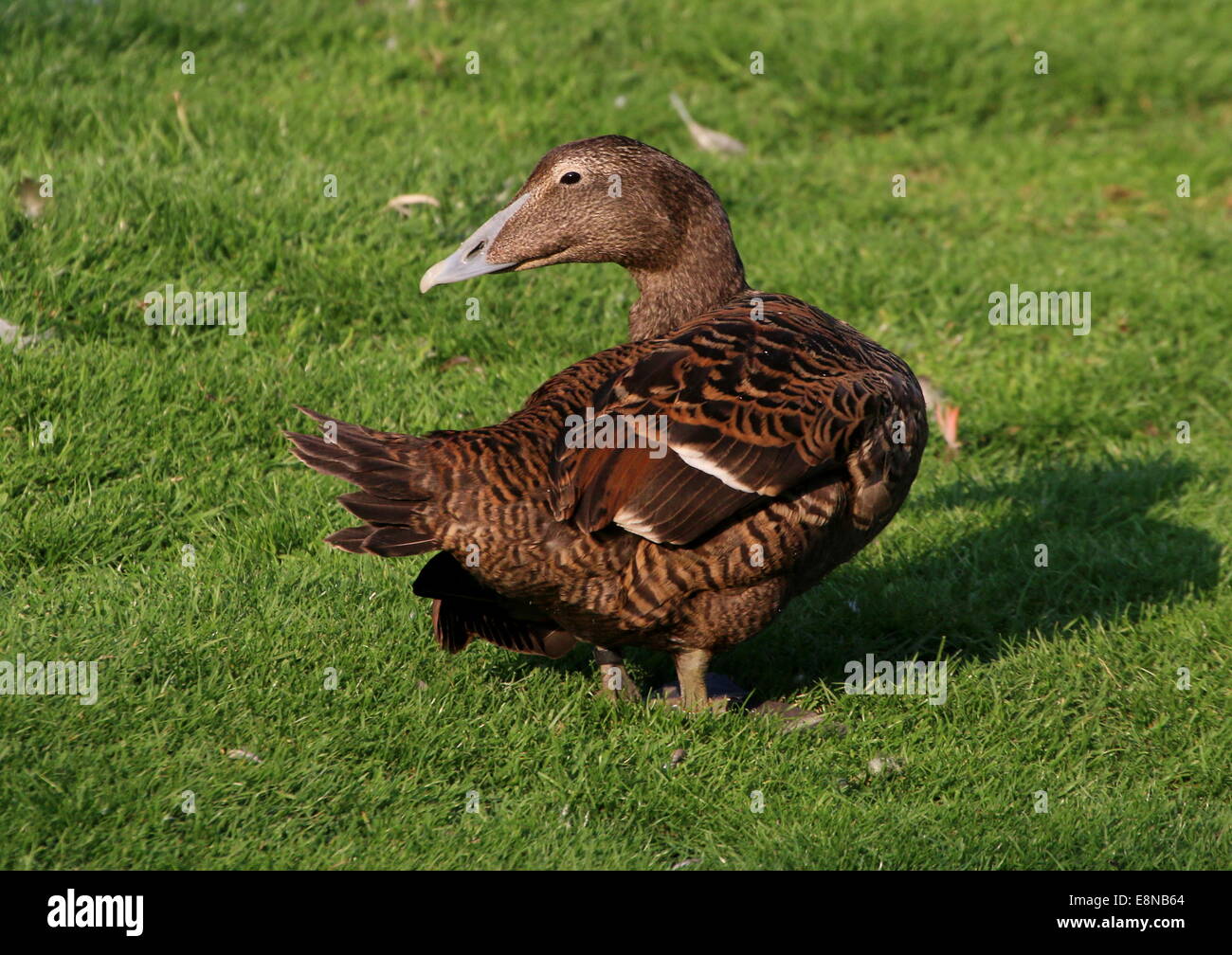 Female Common Eider duck (Somateria mollissima Stock Photo - Alamy