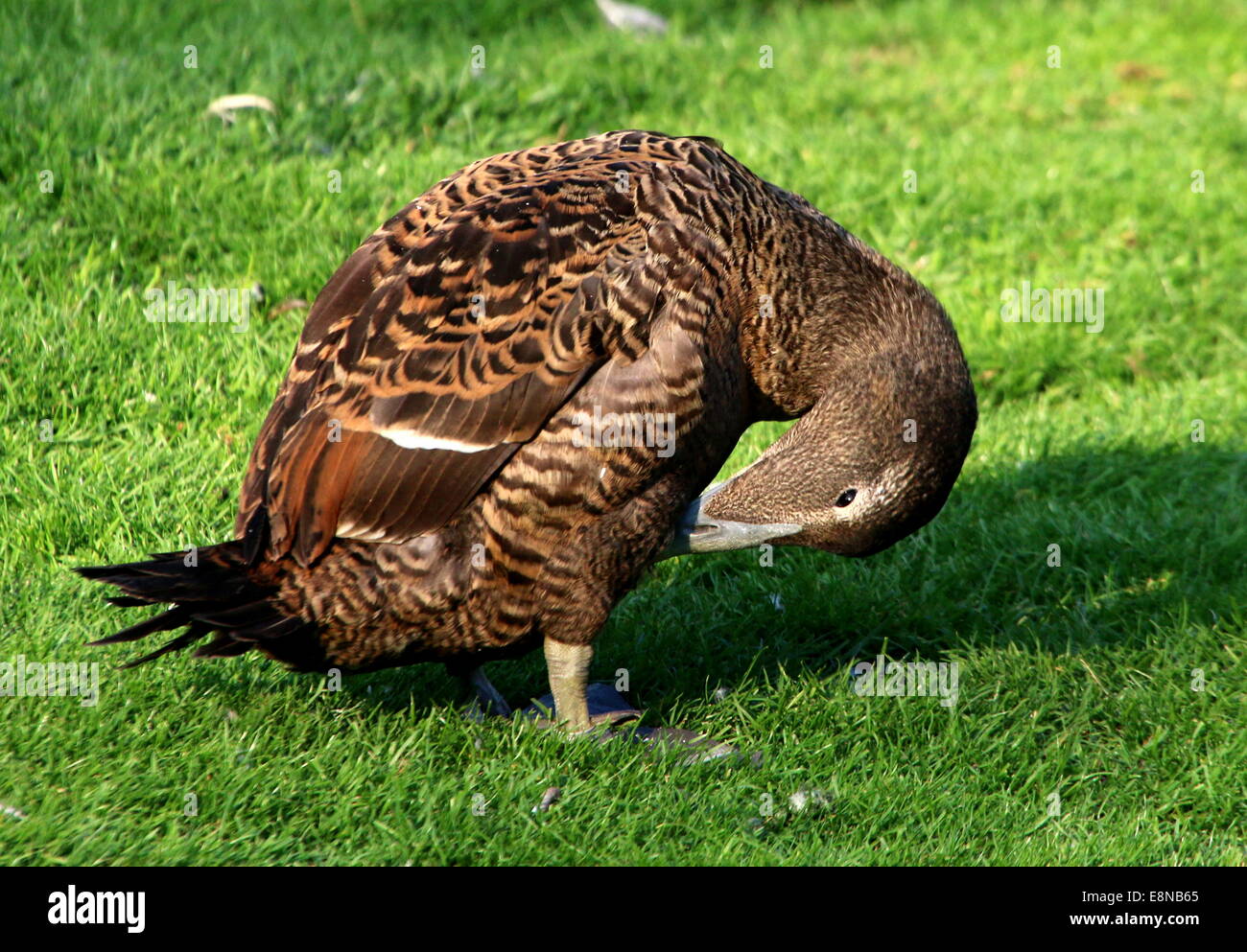 Preening female Common Eider duck (Somateria mollissima Stock Photo - Alamy