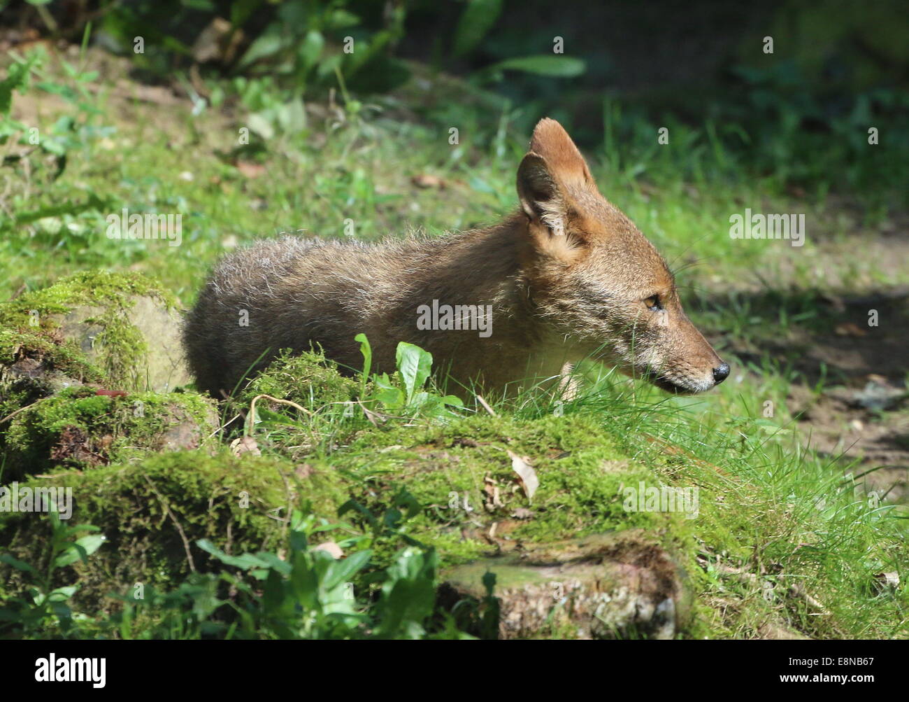Golden or common jackal (Canis aureus Stock Photo - Alamy