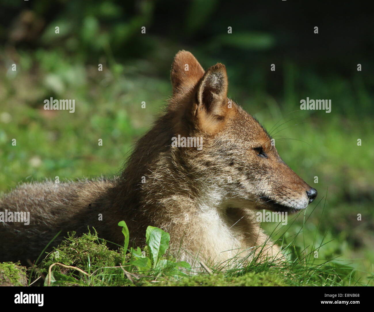African golden wolf hi-res stock photography and images - Alamy