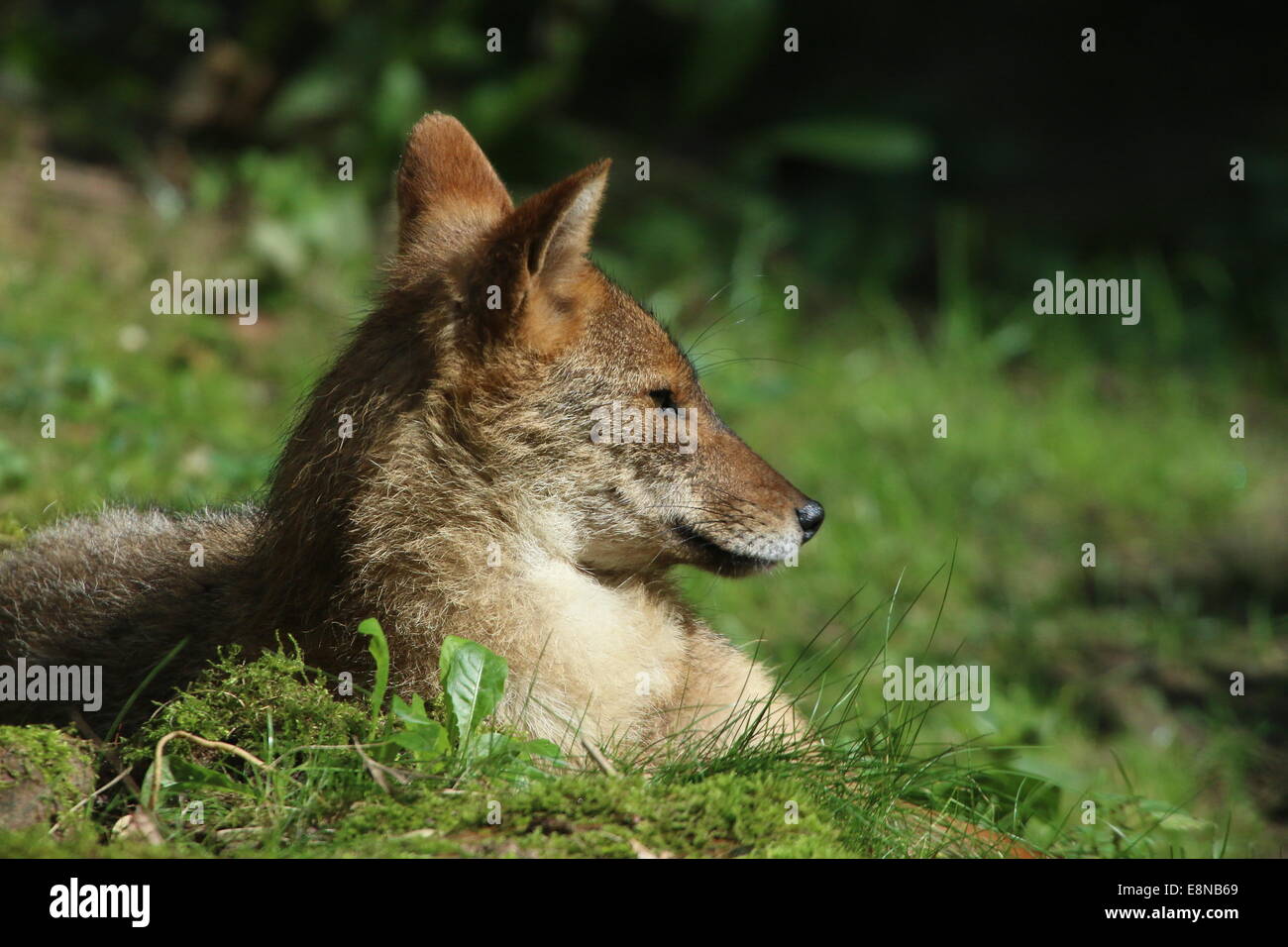 African golden wolf hi-res stock photography and images - Alamy