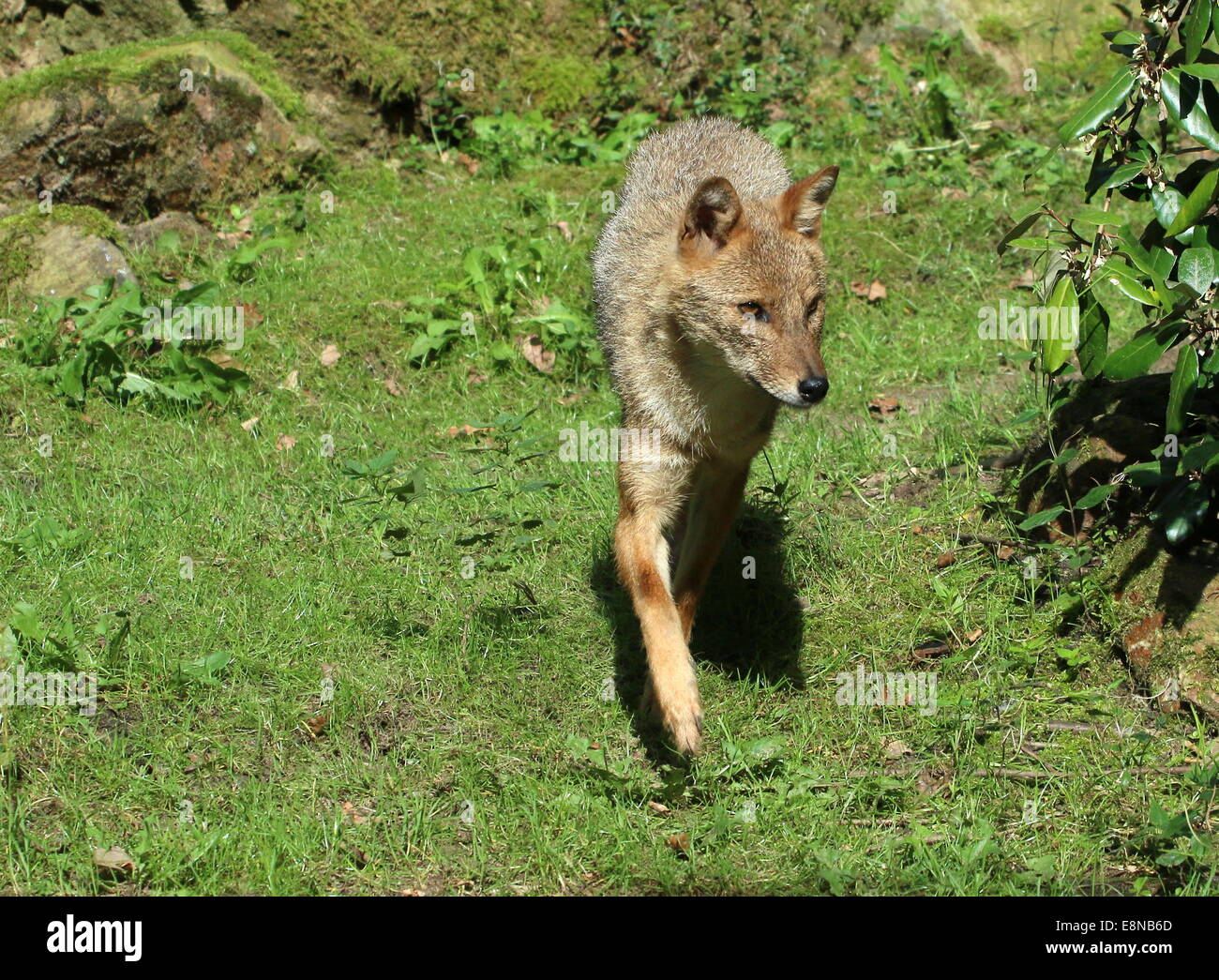 Golden or common jackal (Canis aureus) walking Stock Photo - Alamy