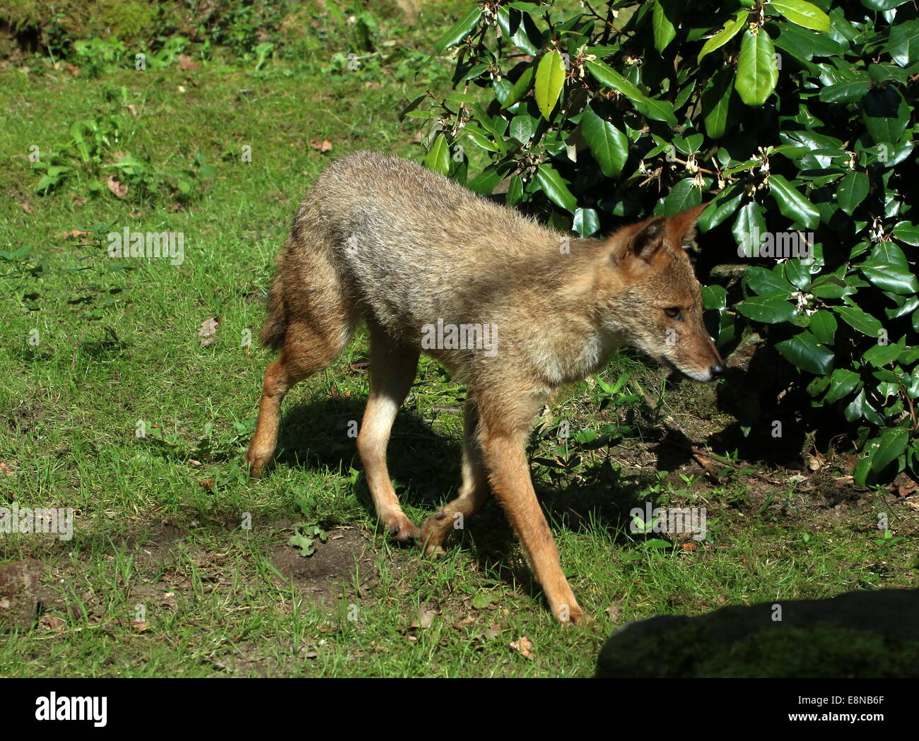 Chacal dorado canis aureus hi-res stock photography and images - Alamy
