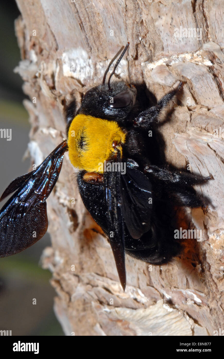 Xylocopa pubescens, Bee Stock Photo - Alamy