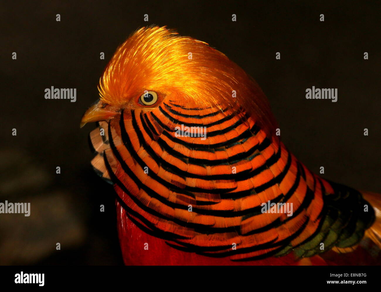 Gold fasan hi-res stock photography and images - Alamy