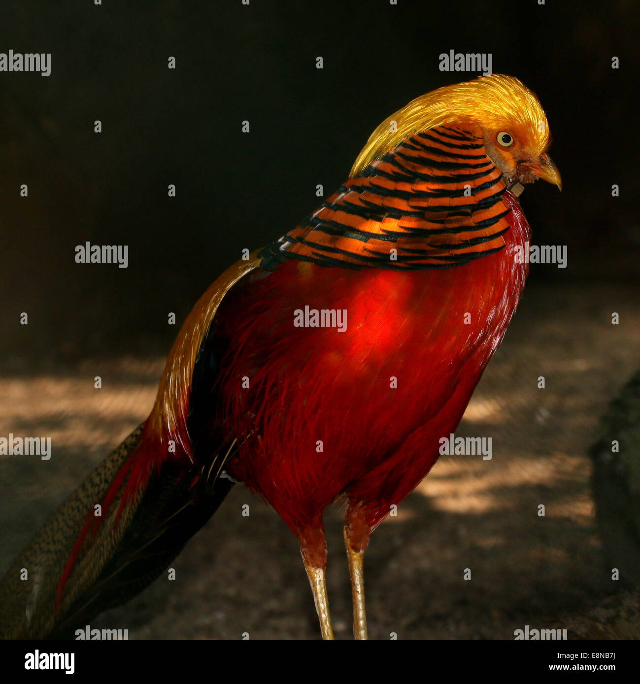 Male Golden Pheasant or Chinese Pheasant (Chrysolophus pictus) in ...