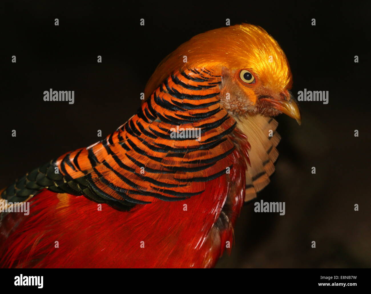 Gold fasan hi-res stock photography and images - Alamy