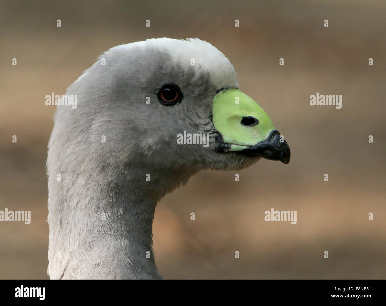 Southern Australian Cape Barren goose (Cereopsis novaehollandiae ...