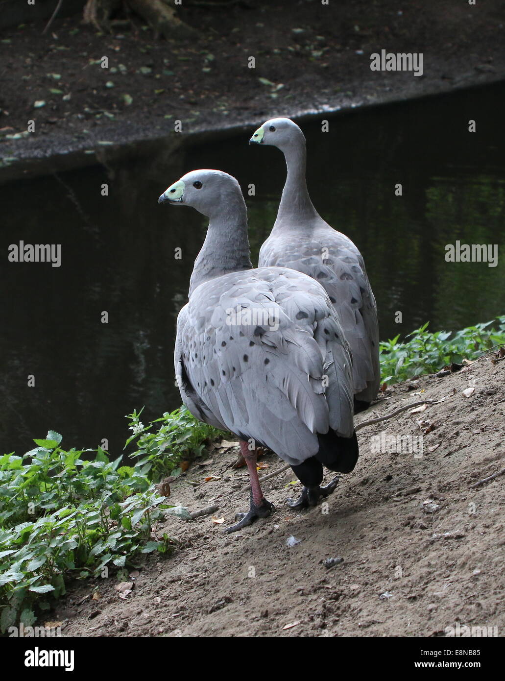 Pair of Southern Australian Cape Barren geese (Cereopsis ...