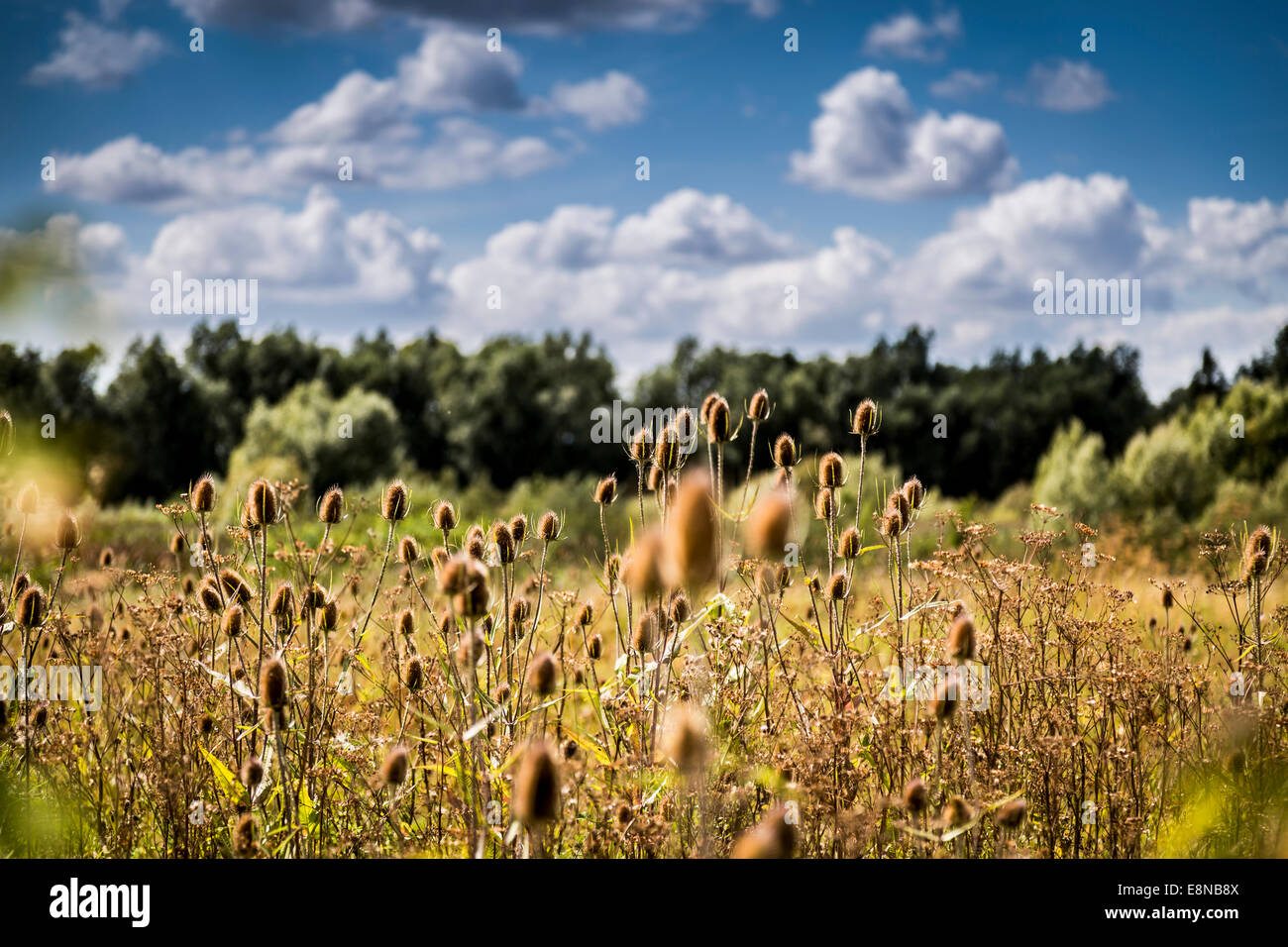 Field of teasels (Dipsacus fullonum) on a bright sunny blue sky day ...