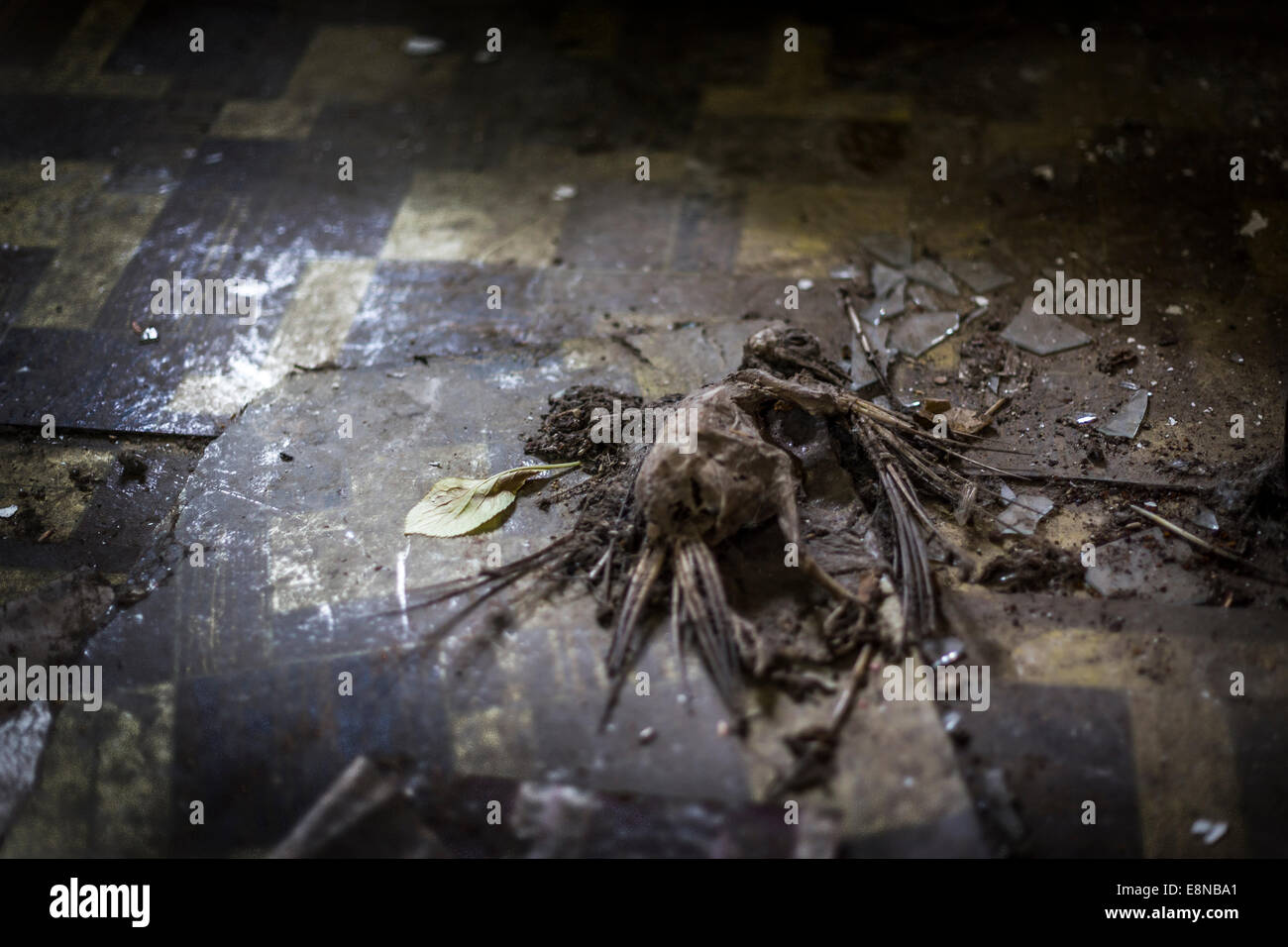 Corpse of dead bird on the floor in abandoned house Stock Photo - Alamy