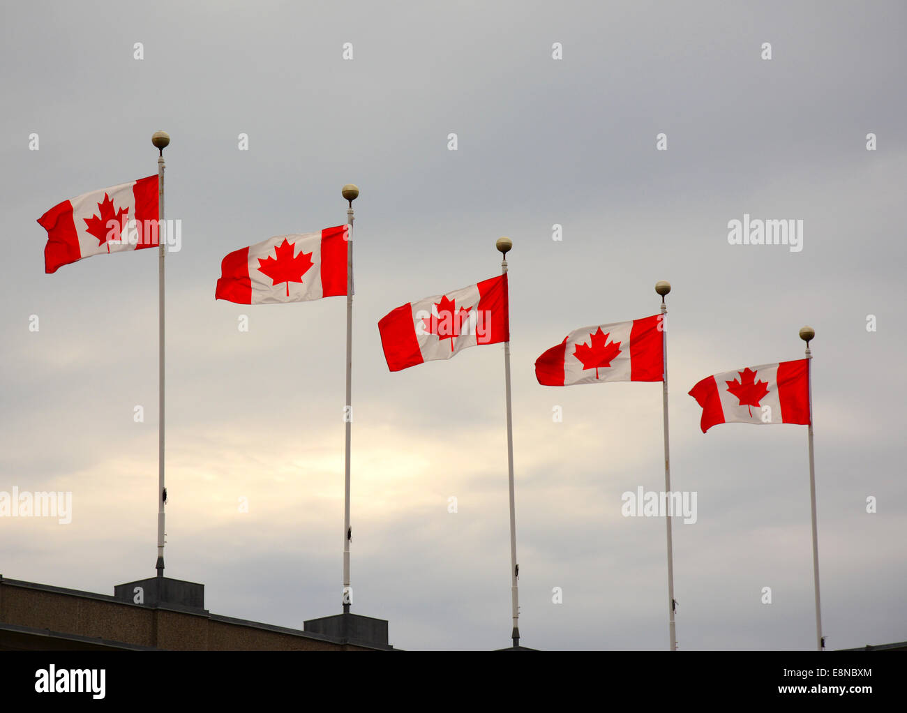 Canadian Flags in a row Stock Photo - Alamy