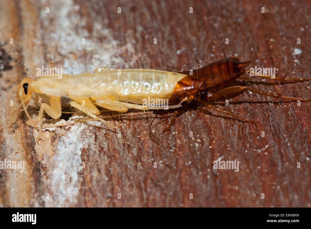 Exoskeleton shedding hi-res stock photography and images - Alamy