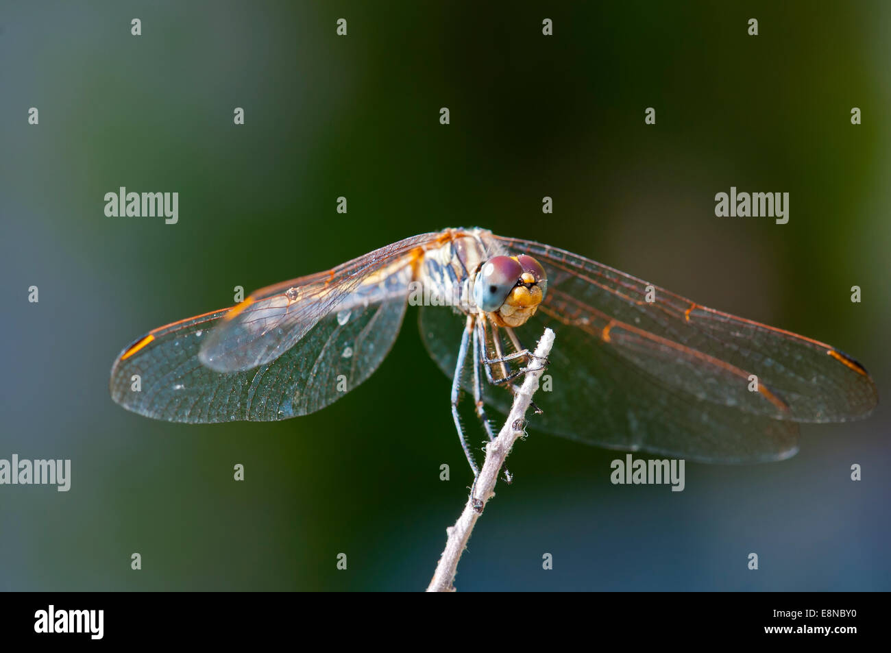Dragonfly close-up, Front view Stock Photo - Alamy