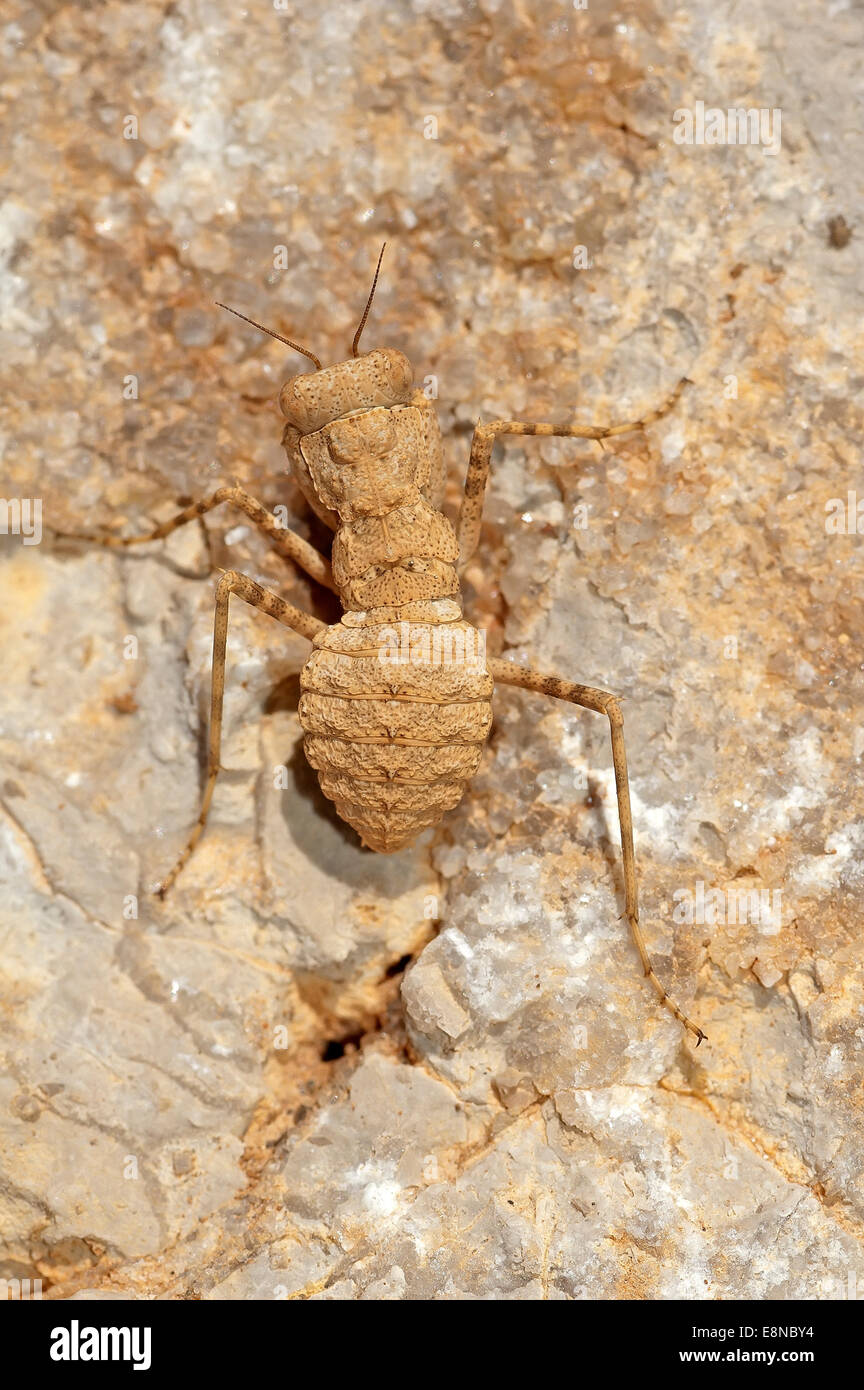 Eremiaphila brunneri hi-res stock photography and images - Alamy