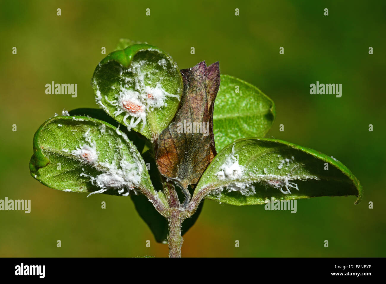 Sap feeding insects hi-res stock photography and images - Alamy