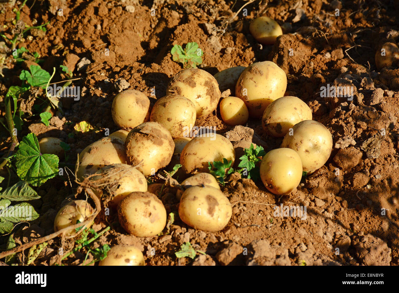 Potato objects hi-res stock photography and images - Alamy